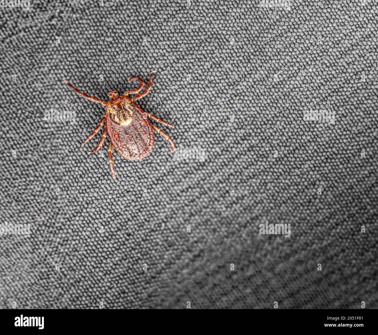 Tick infestation hi-res stock photography and images - Alamy