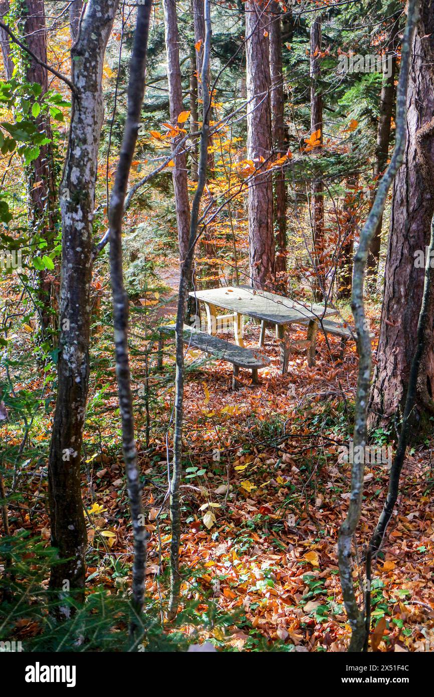 Foret de Saoû (Drome,France Stock Photo - Alamy