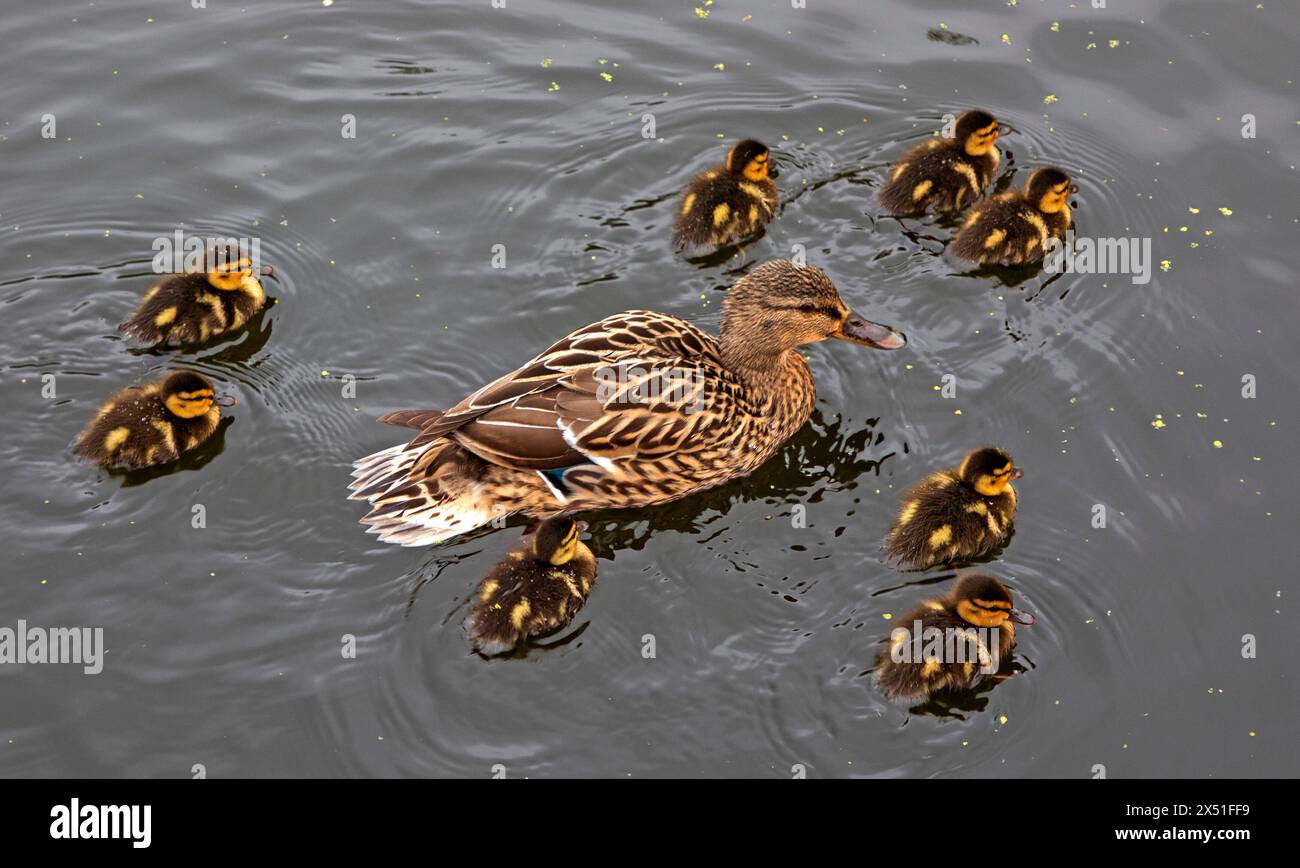 Edinburgh, Scotland, UK. 6th May 2024. Mallard mother and eight ...