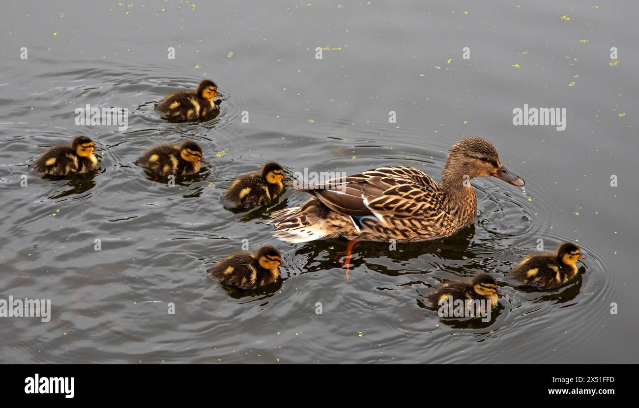 Edinburgh, Scotland, UK. 6th May 2024. Mallard mother and eight ...