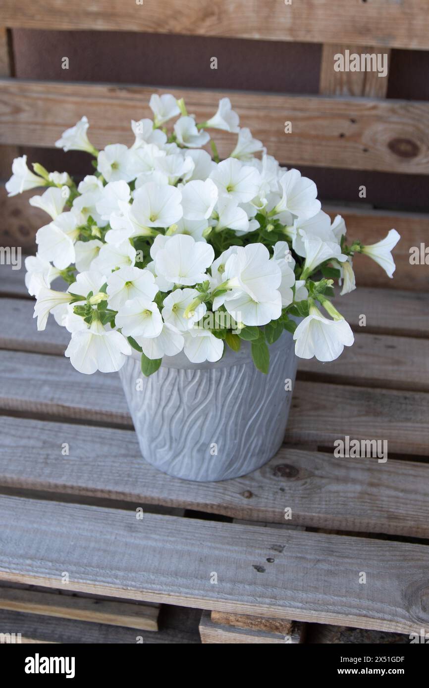 White petunia. Surfinia flower buds in pot Stock Photo - Alamy