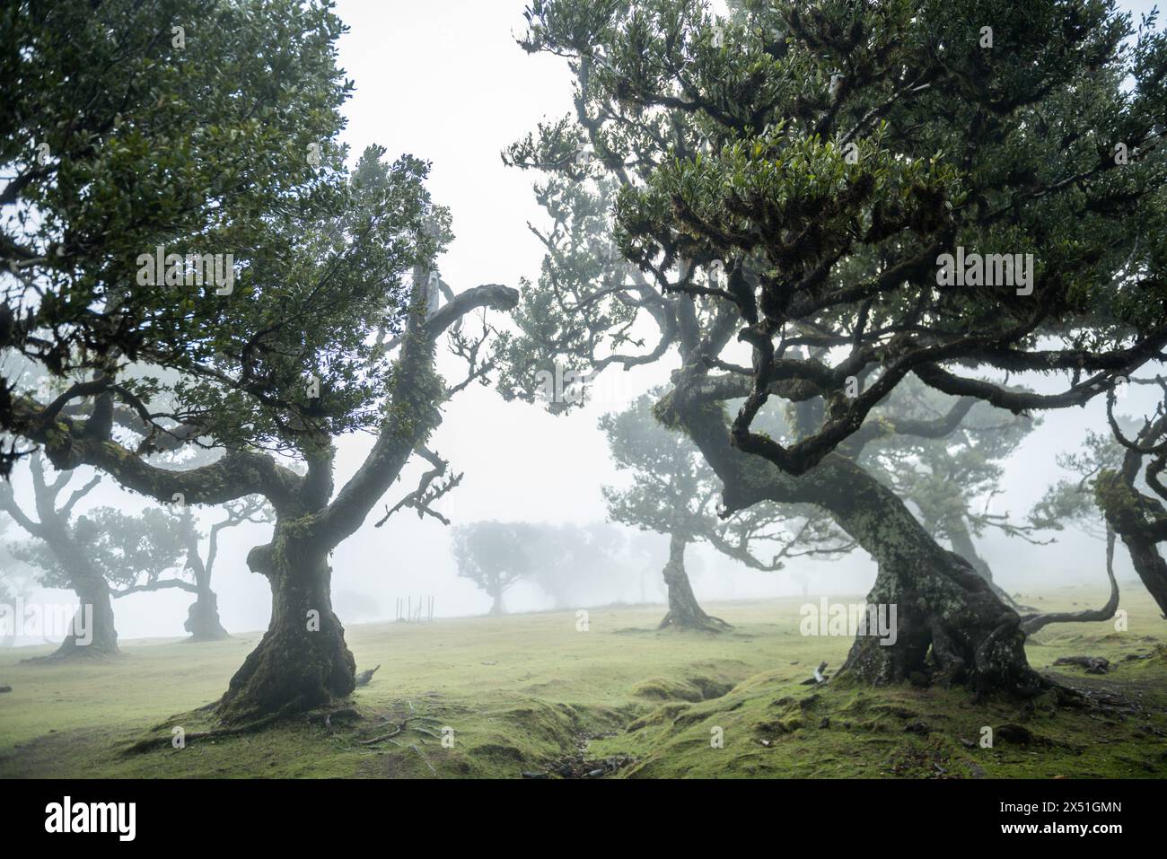 Century old Laurissilva trees in mystical foggy Fanal Forest in Madera ...