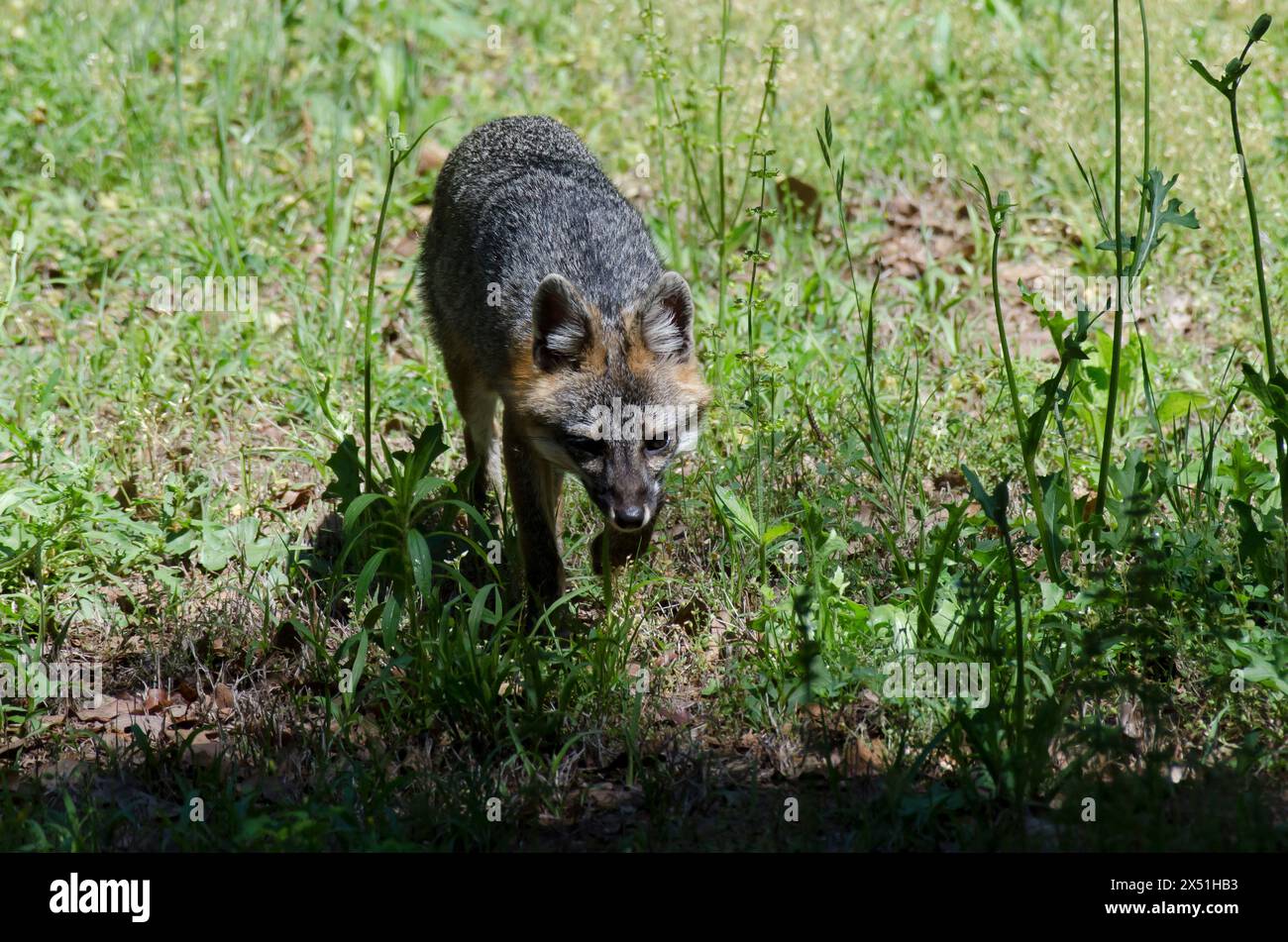 Urocyon cinereoargenteus hi-res stock photography and images - Alamy