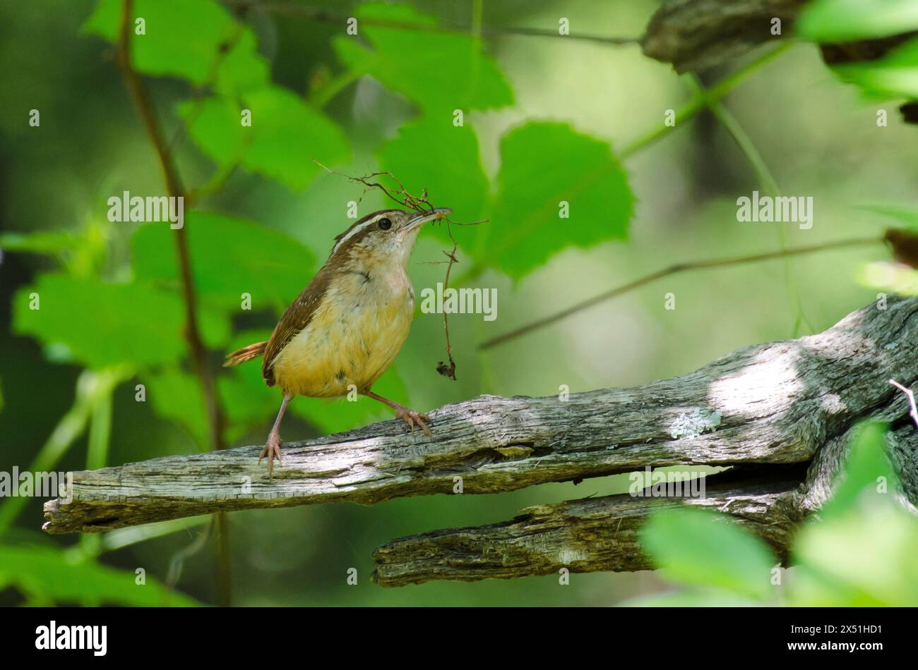 Carolina wren nest hi-res stock photography and images - Alamy