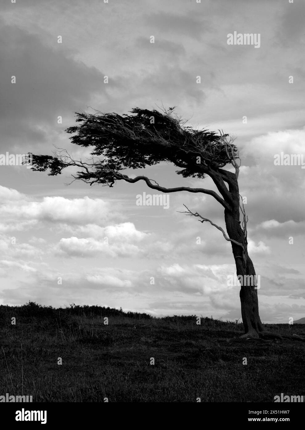Harberton argentina Black and White Stock Photos & Images - Alamy