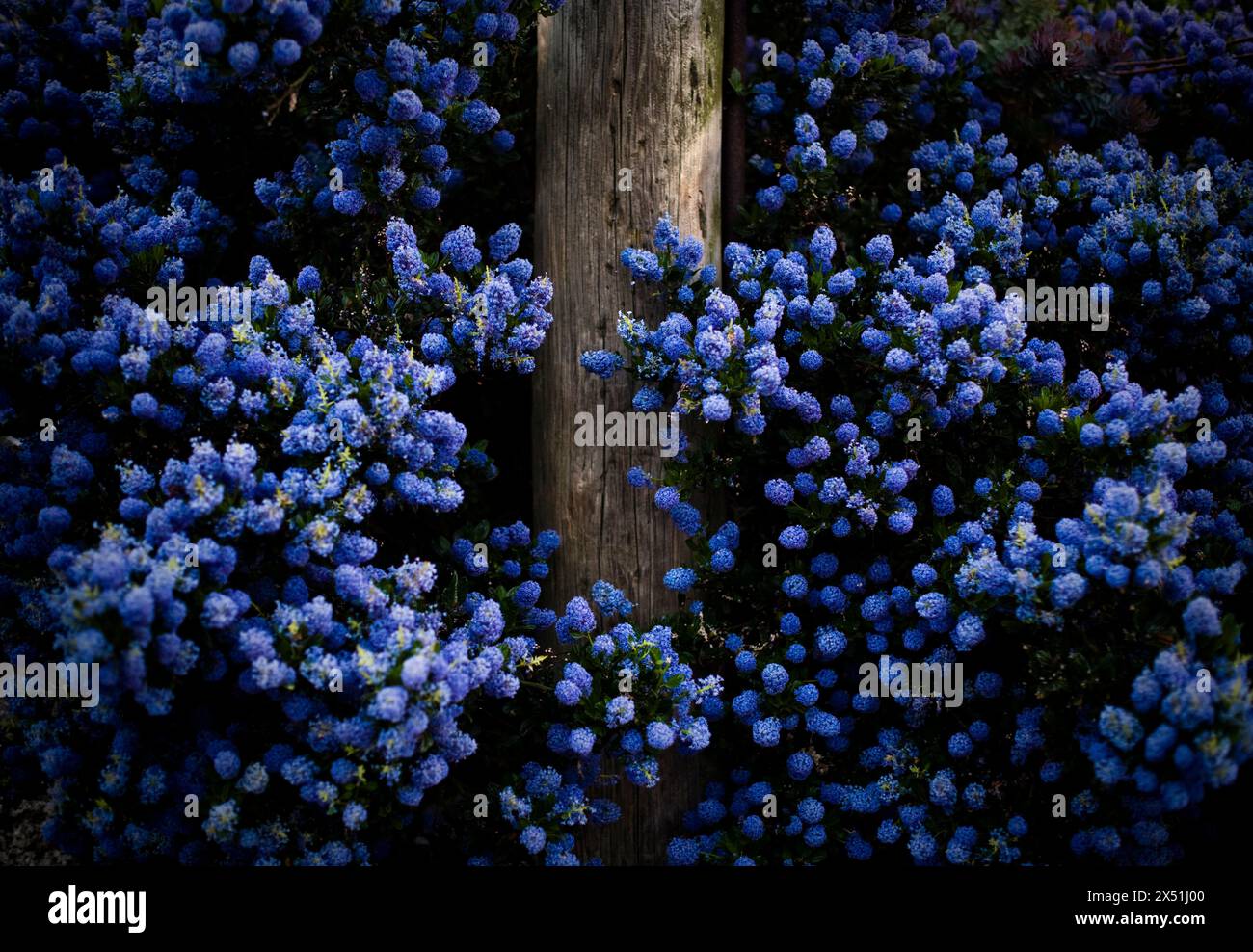 Blue flowering bush envelopes telephone pole Stock Photo - Alamy