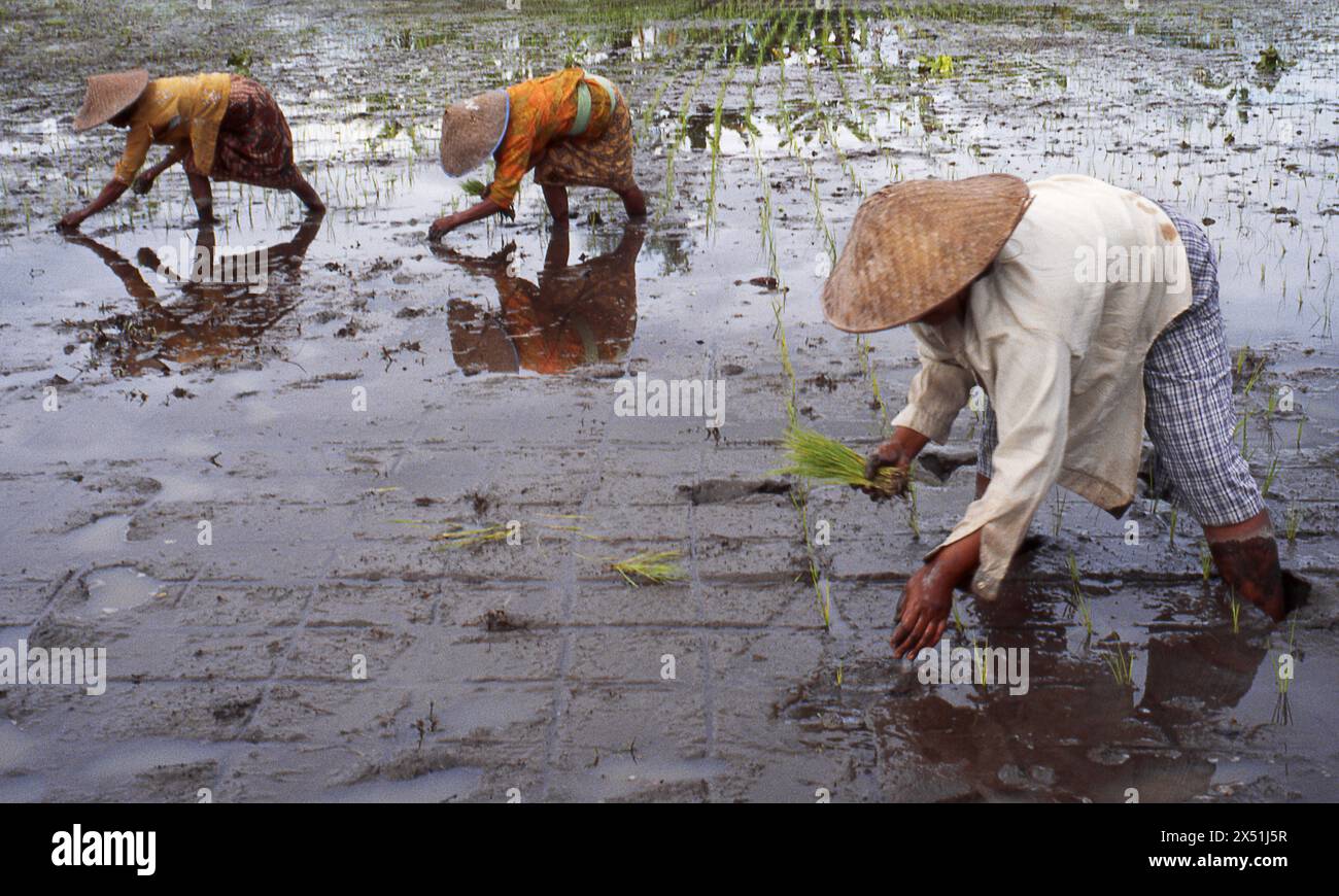 Women planting rice, Indonesia Stock Photo - Alamy