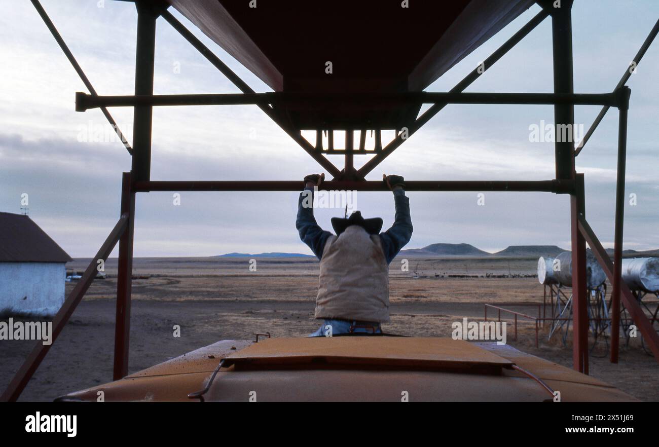 A cowboy swings off a grain silo after filling his truck with food for ...