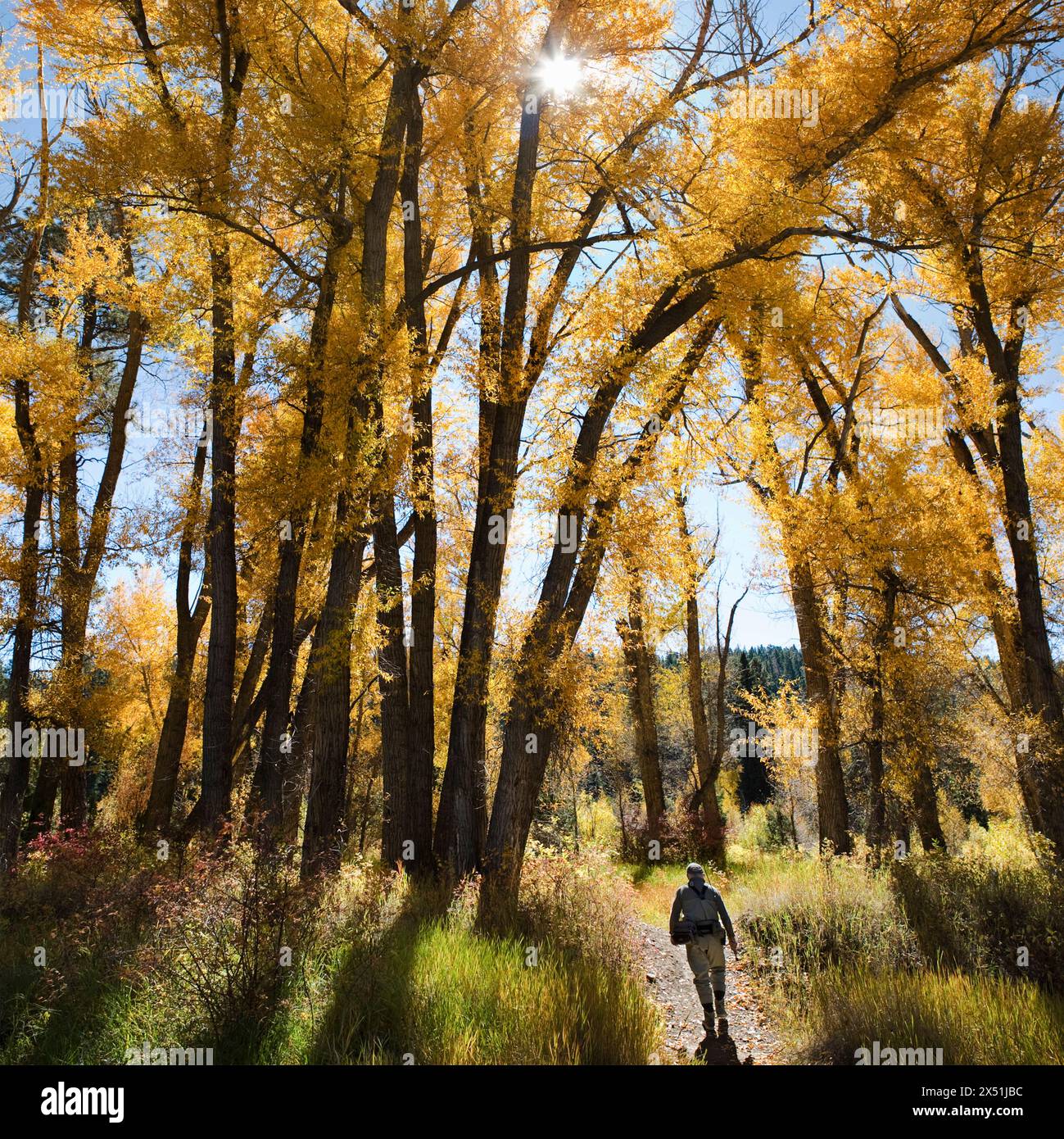 Fly fishing in the fall Stock Photo - Alamy
