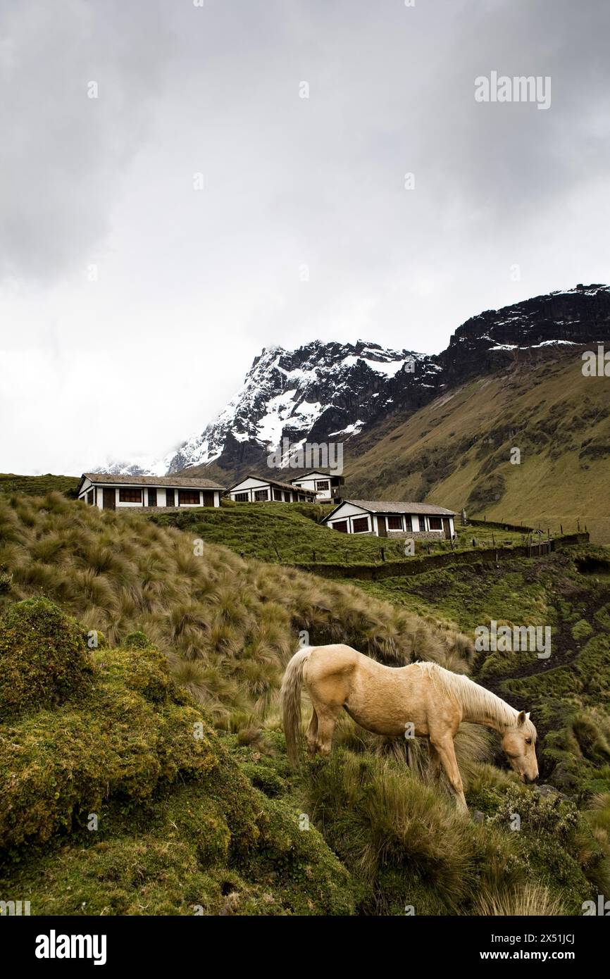 A horse grazes outside the refuge at the base of El Altar, Ecuadors 5th ...