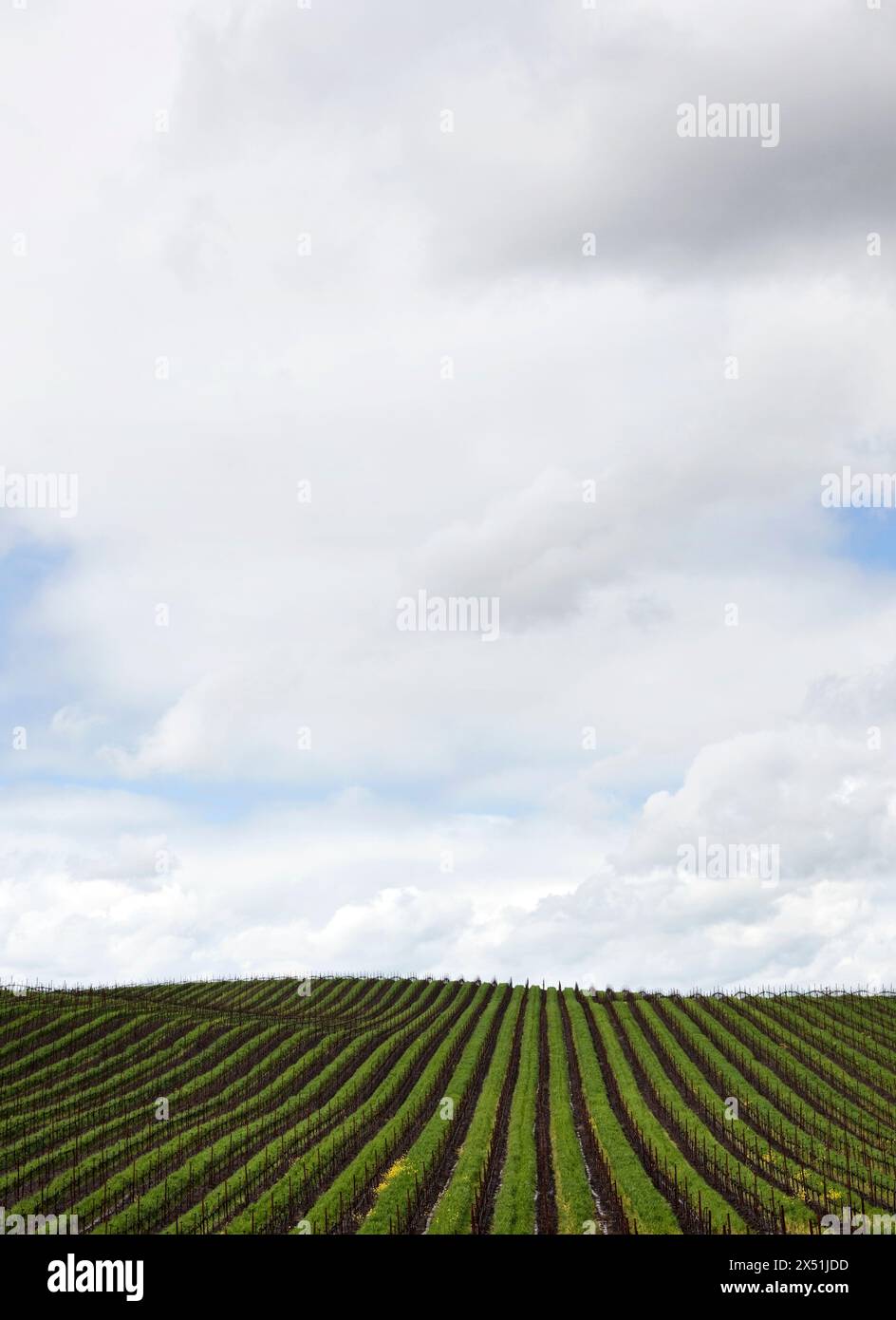 Carneros carneros hi-res stock photography and images - Alamy