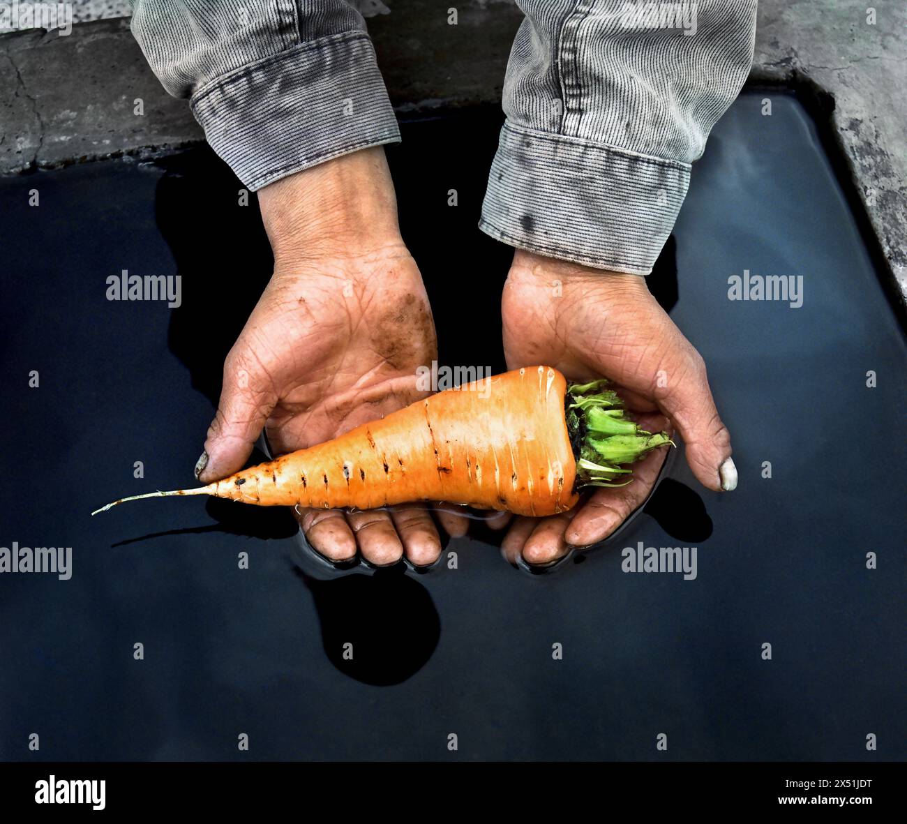 Wet carrot hi-res stock photography and images - Alamy