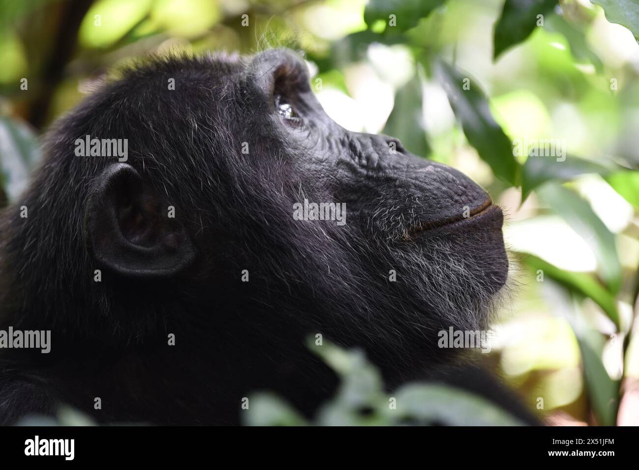 Chimpanzee palm close up hi-res stock photography and images - Alamy