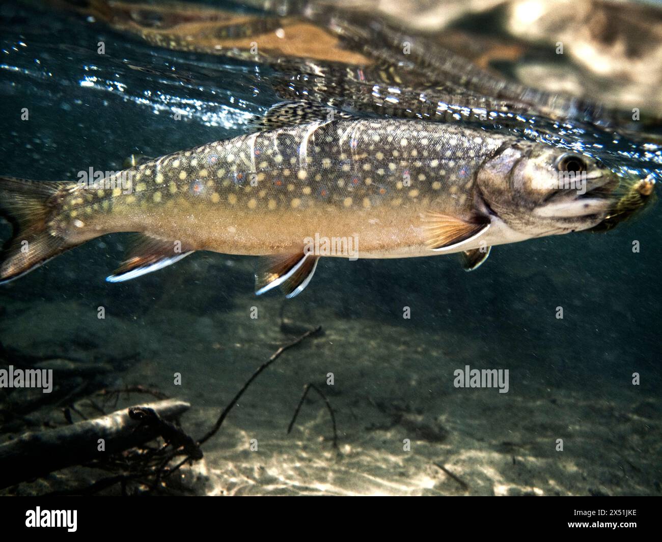 Brook trout underwater hi-res stock photography and images - Alamy
