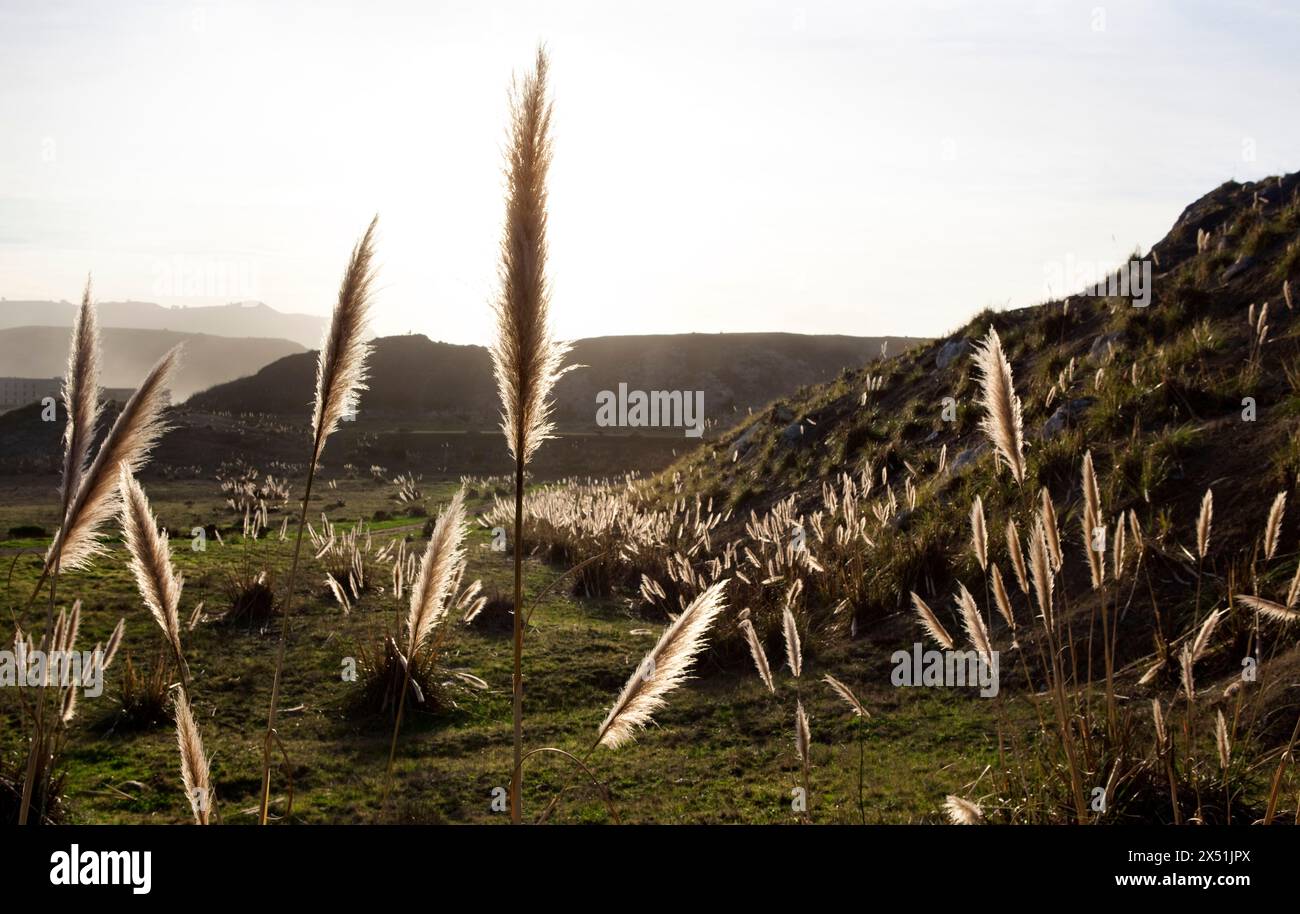 Backlit plants in Pacifica, CA Stock Photo - Alamy