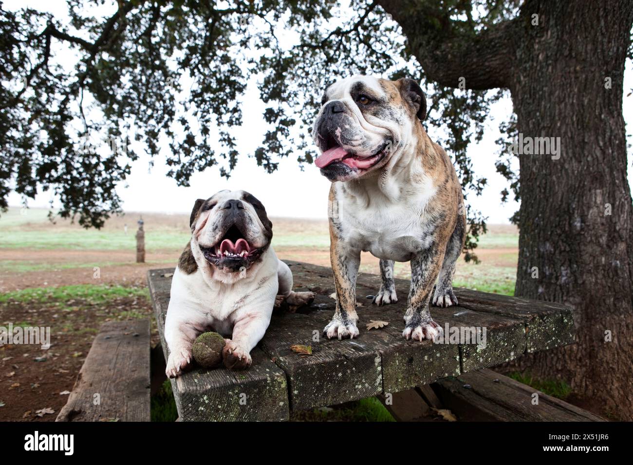 Two English Bulldogs smiling Stock Photo - Alamy