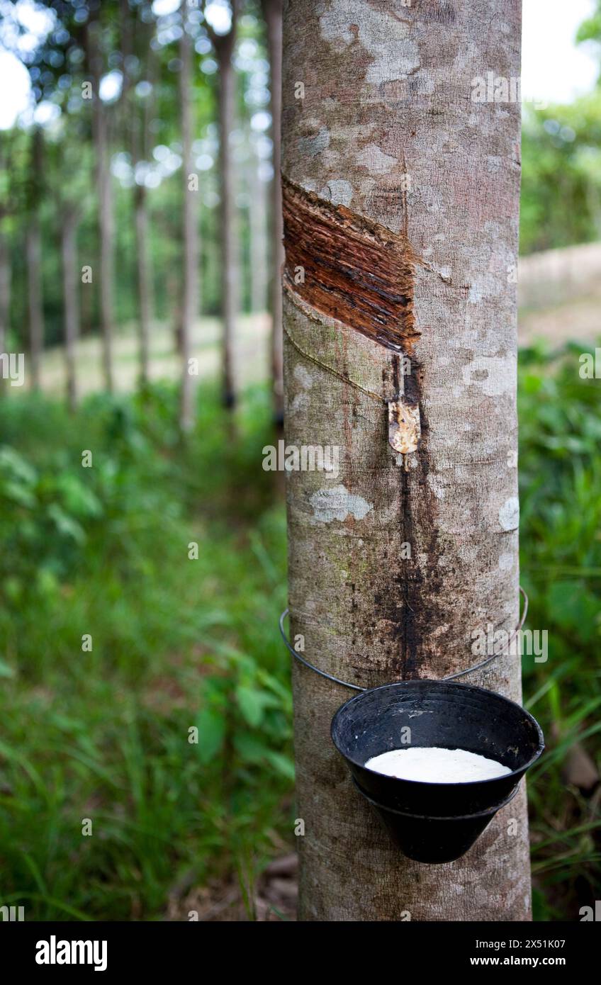A rubber trees sap runs into a cup Stock Photo - Alamy
