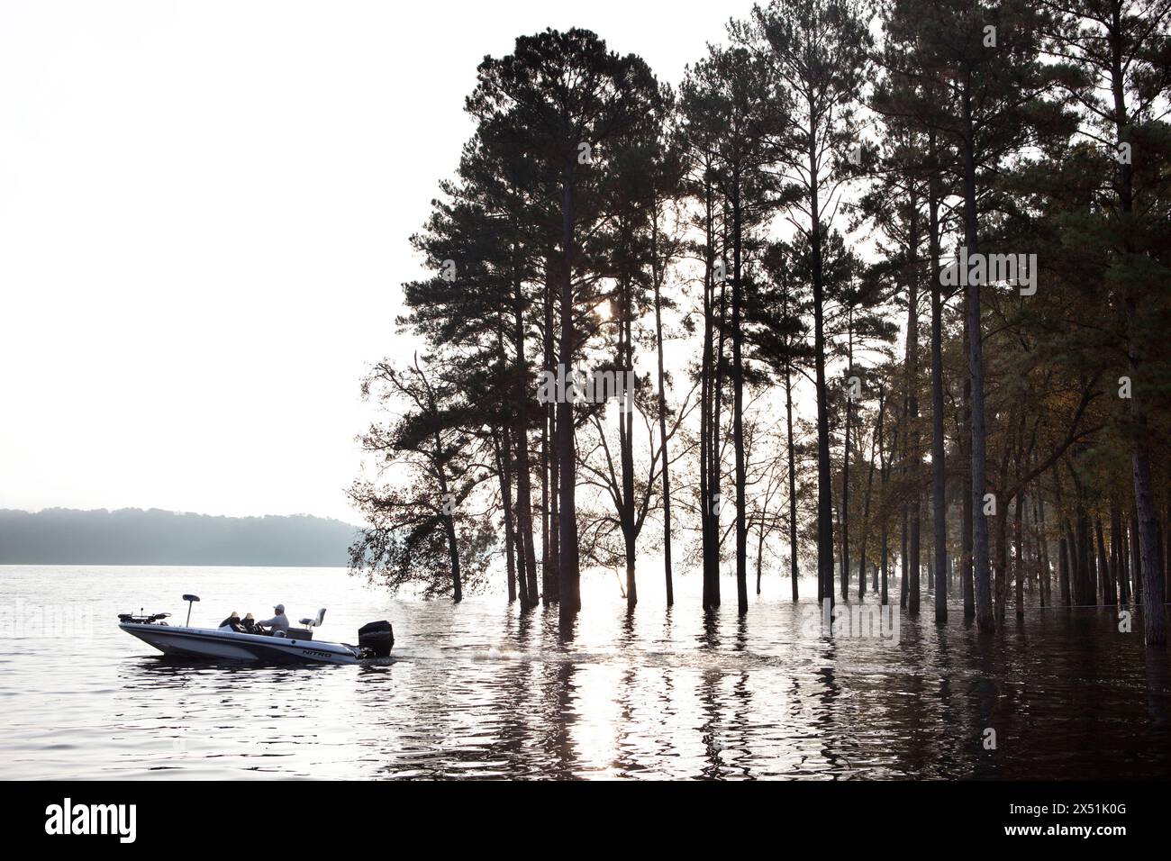 East texas pine forest hi-res stock photography and images - Alamy
