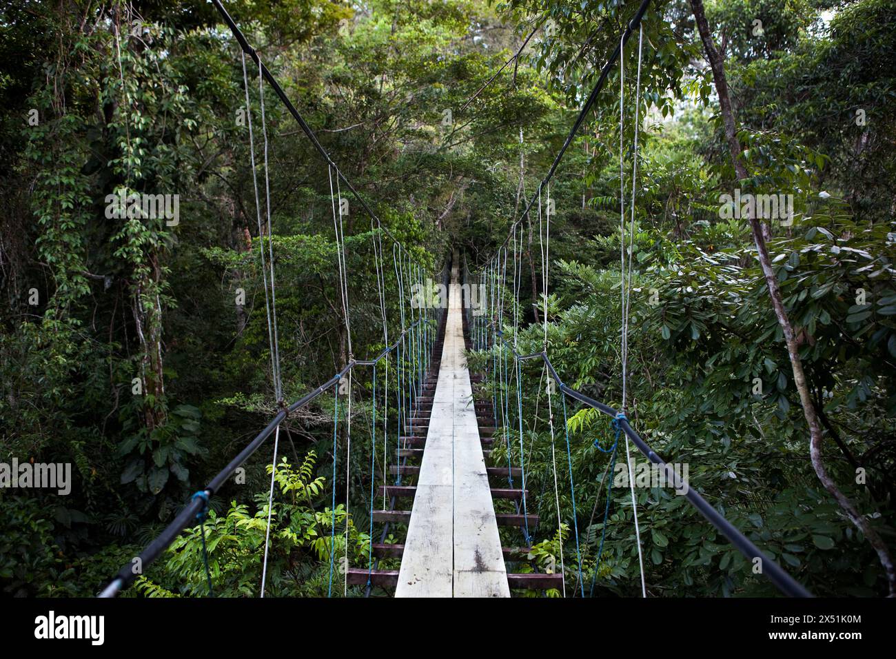 Suspension bridge through rainforest hi-res stock photography and ...