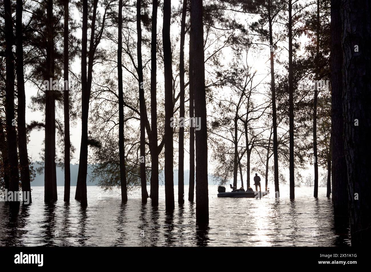Bass Fishing in pine trees Stock Photo - Alamy