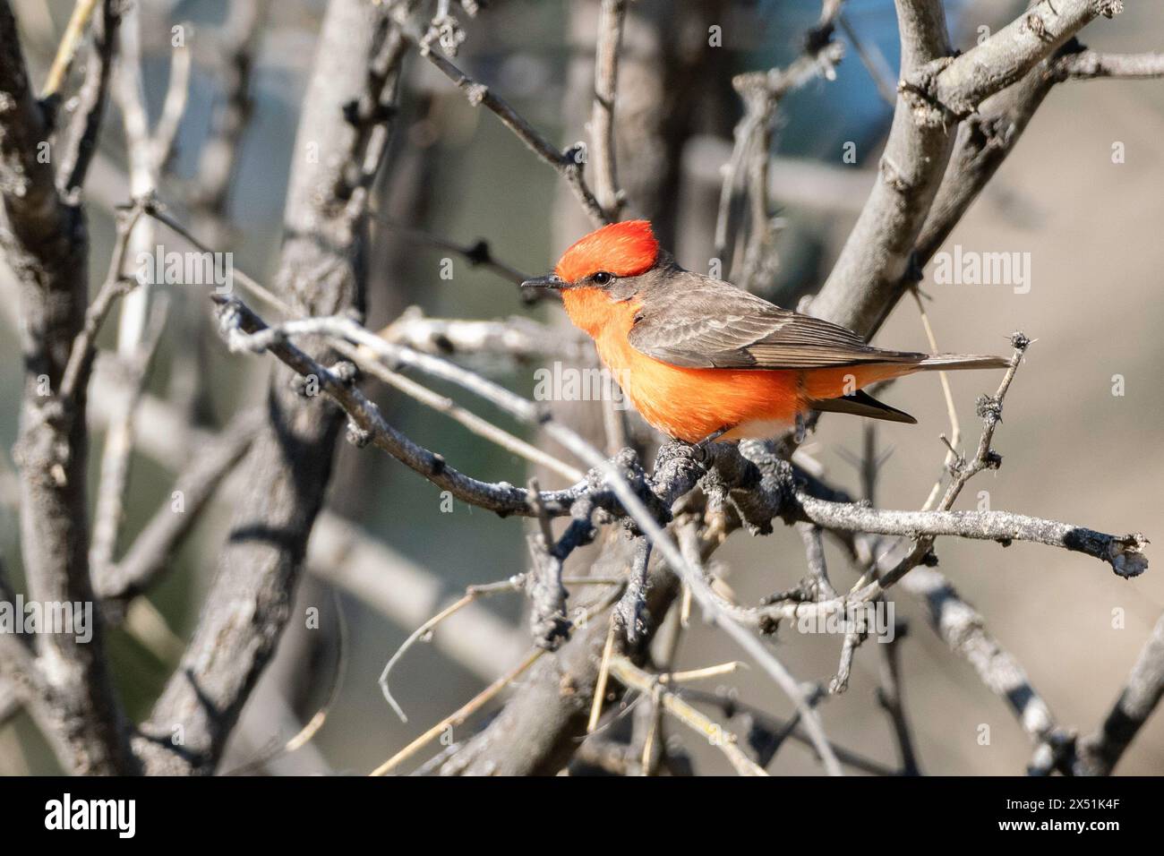 Male Vermillion Flycatcher Stock Photo - Alamy
