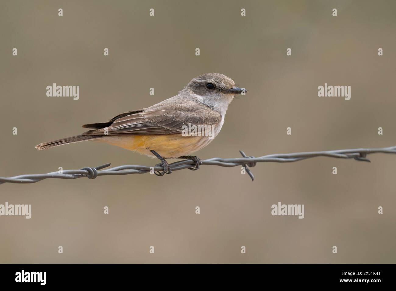 Female Vermillion Flycatcher Stock Photo - Alamy