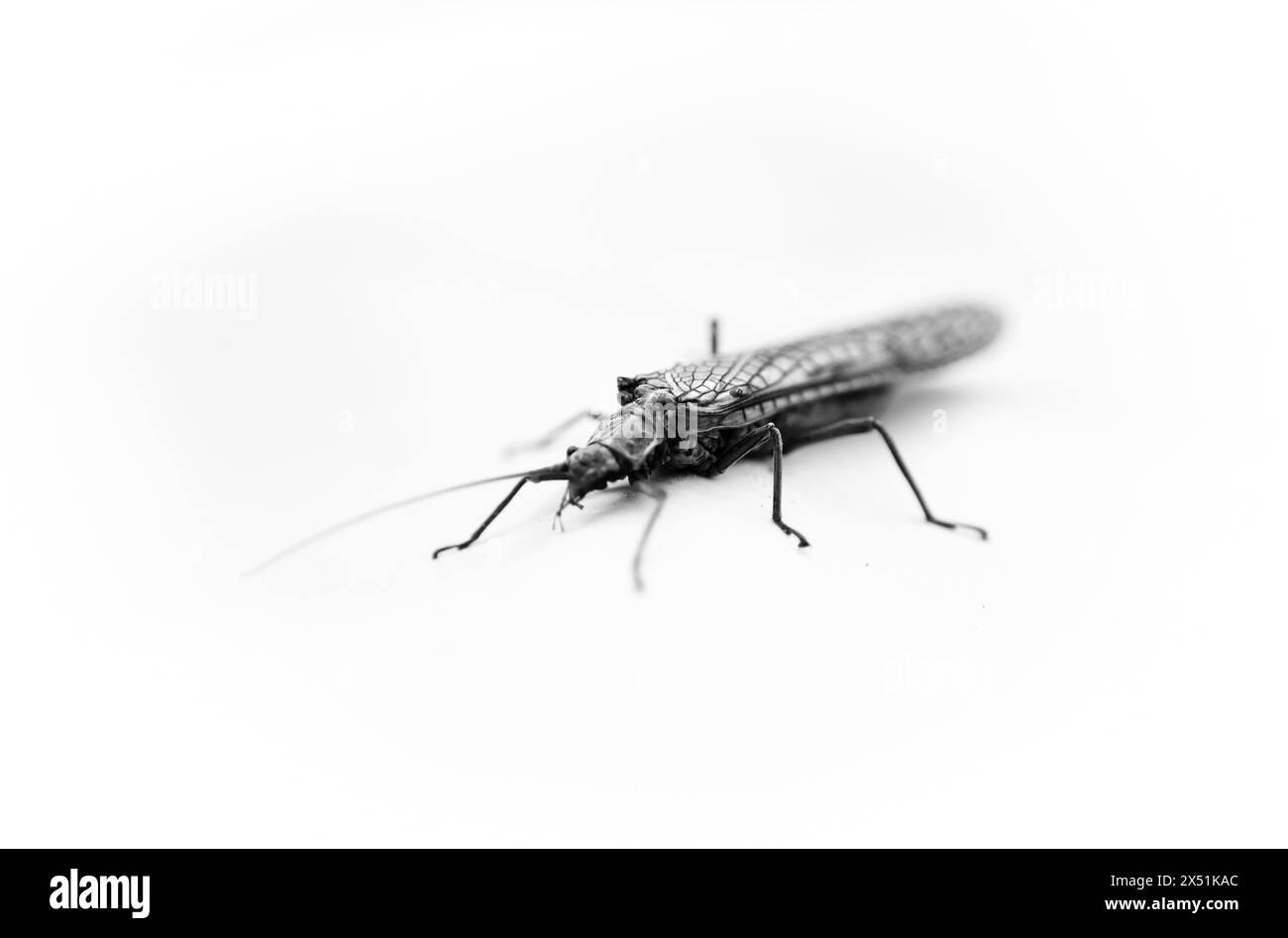 Usa white background Cut Out Stock Images & Pictures - Alamy