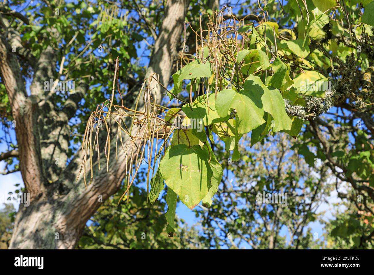 Catalpa ovata or Chinese catalpa with long pendulous buff bean-like ...