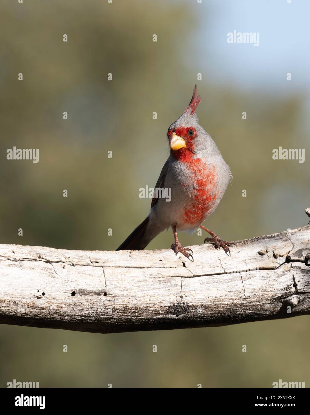 Female Northern Cardinal in Arizona Stock Photo - Alamy
