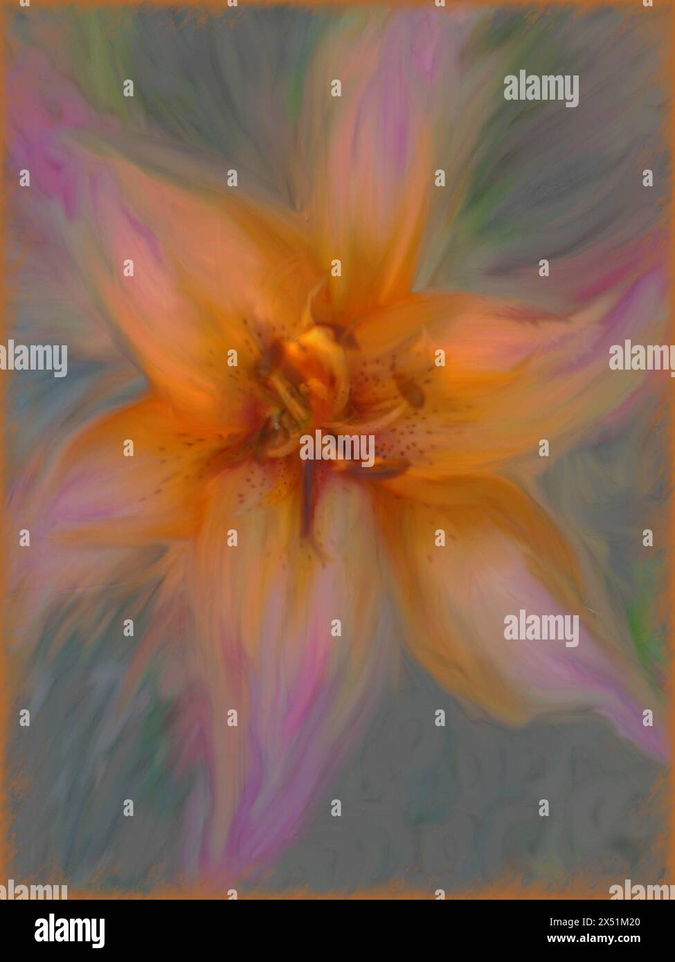 Sunset lily growing in a garden Stock Photo - Alamy