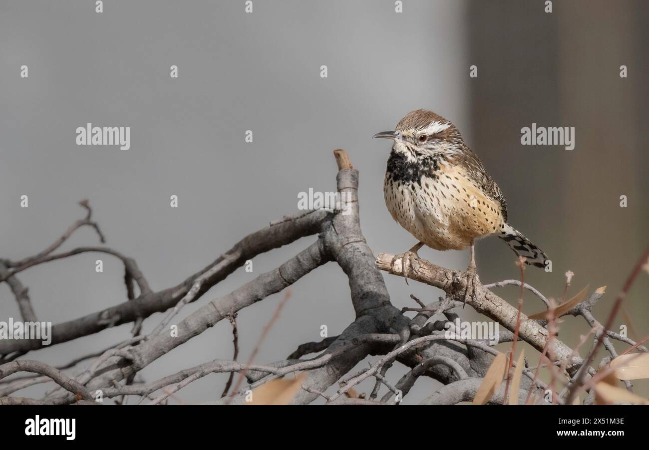Desert Brown Cactus Wren Stock Photo - Alamy
