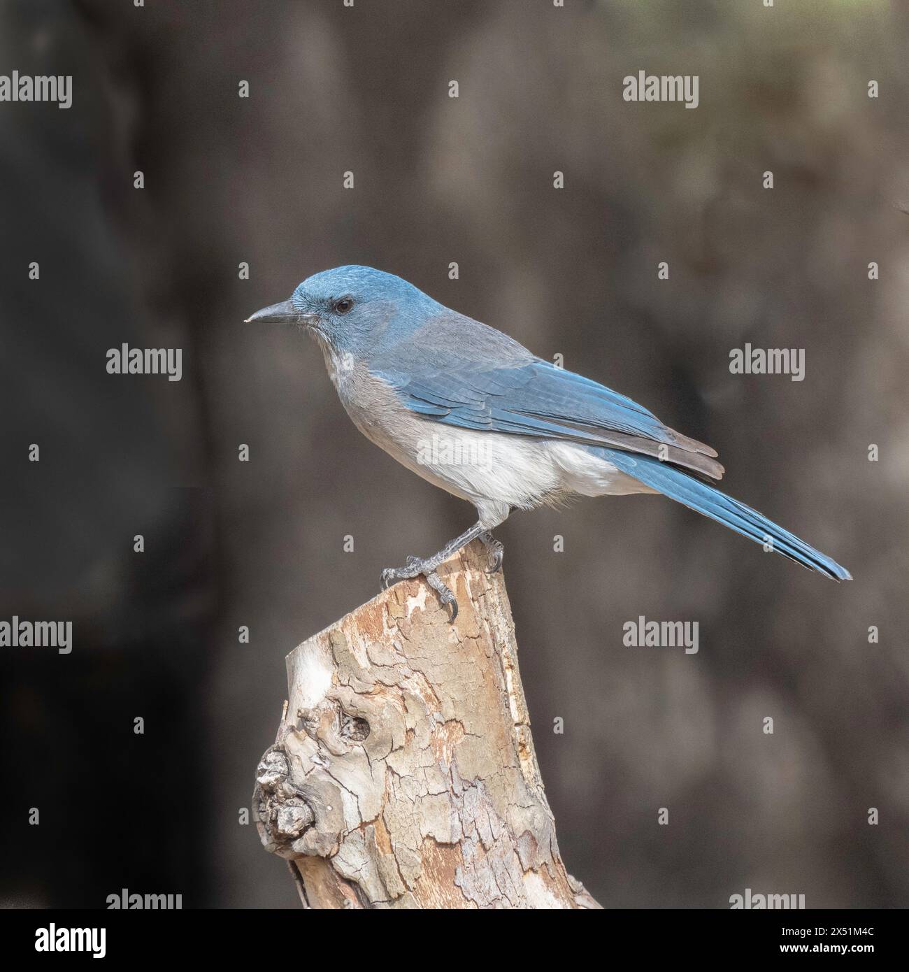 A Mexican Jay in Arizona Stock Photo - Alamy