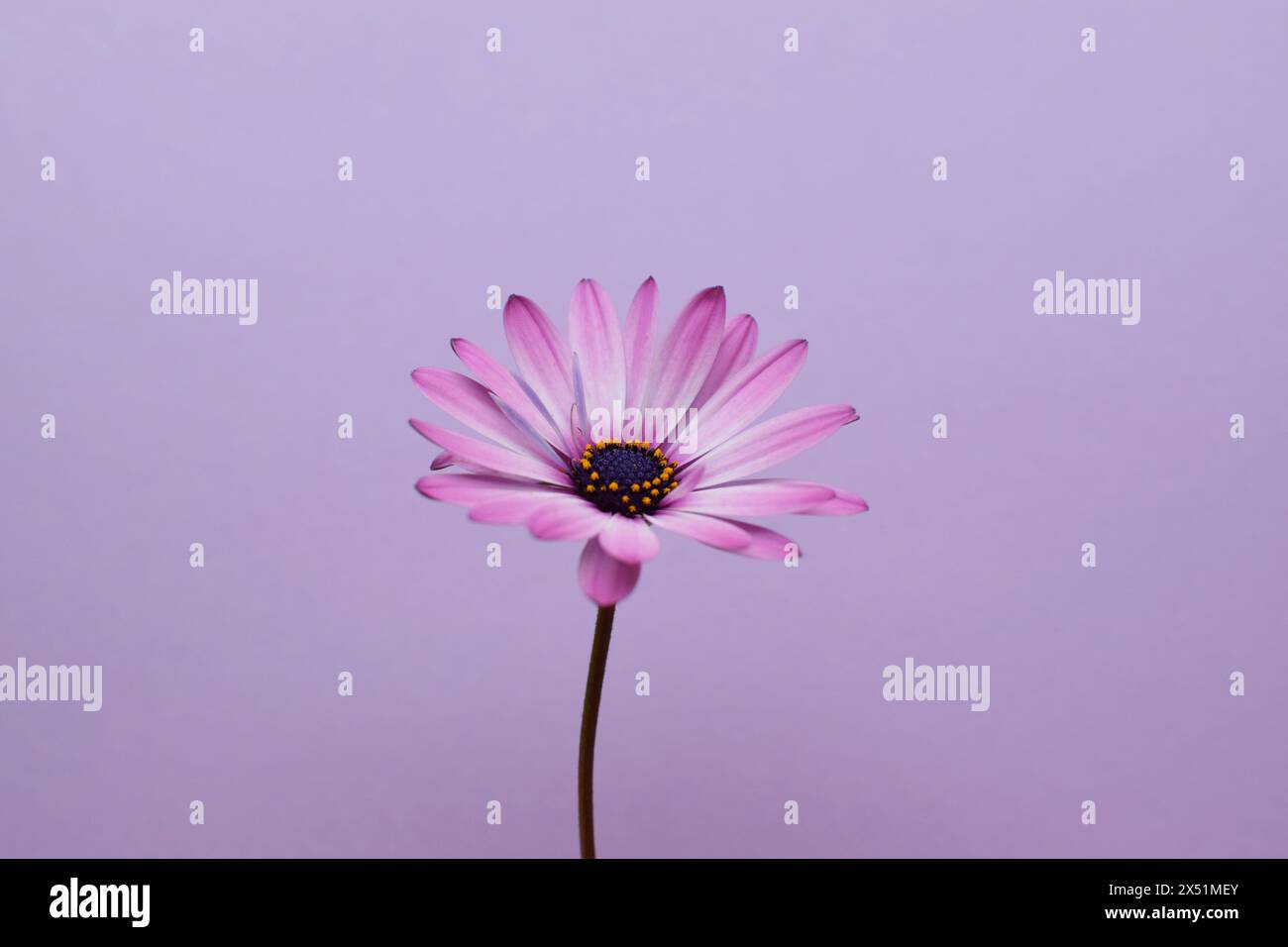 African daisy Osteospermum. Violet colorful flower with a dark blue ...