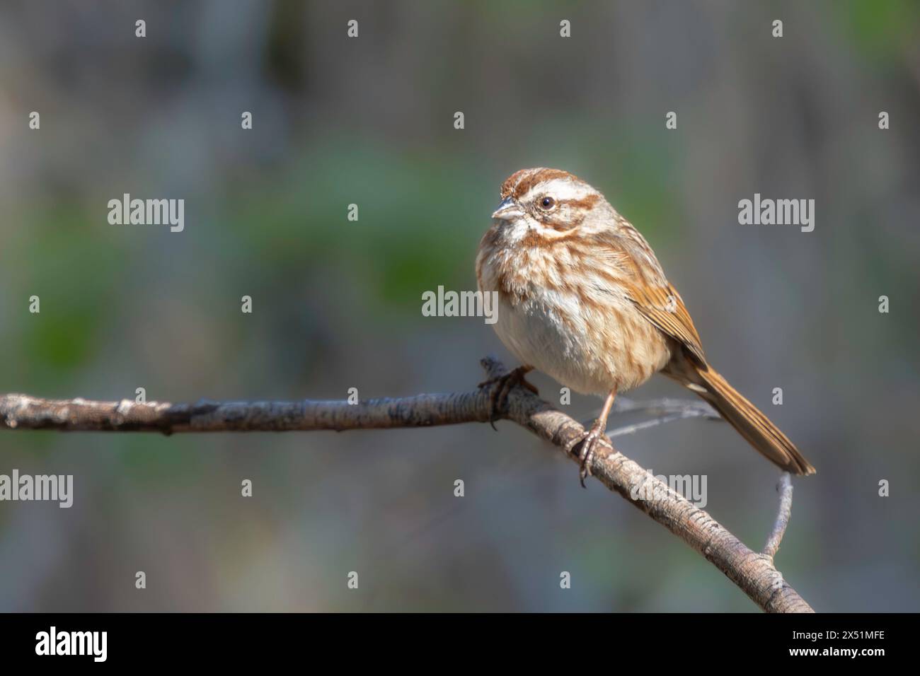 A Song Sparrow in Arizona Stock Photo - Alamy