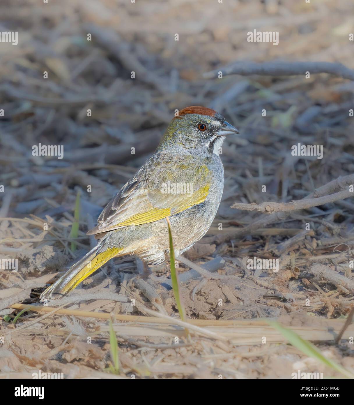 A Green-tailed Towhee Bird Stock Photo - Alamy