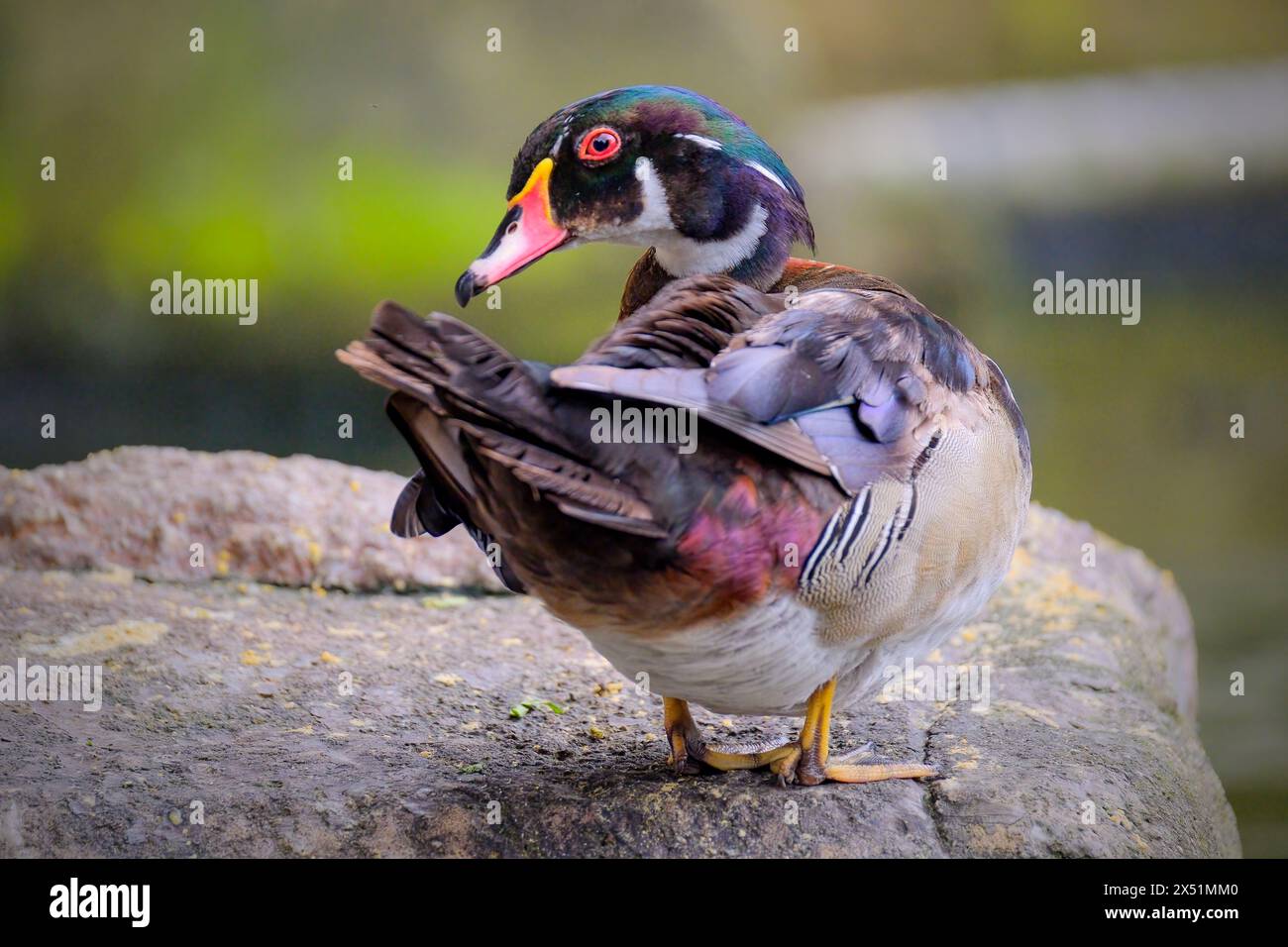 Kayu bakar hi-res stock photography and images - Alamy