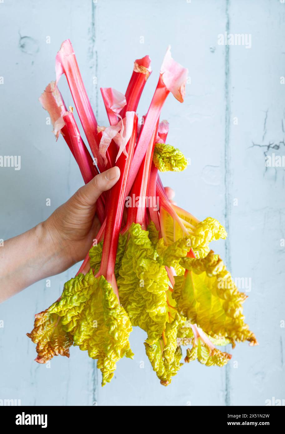 A woman's hand holding a bunch of freshly picked pink forced rhubarb ...