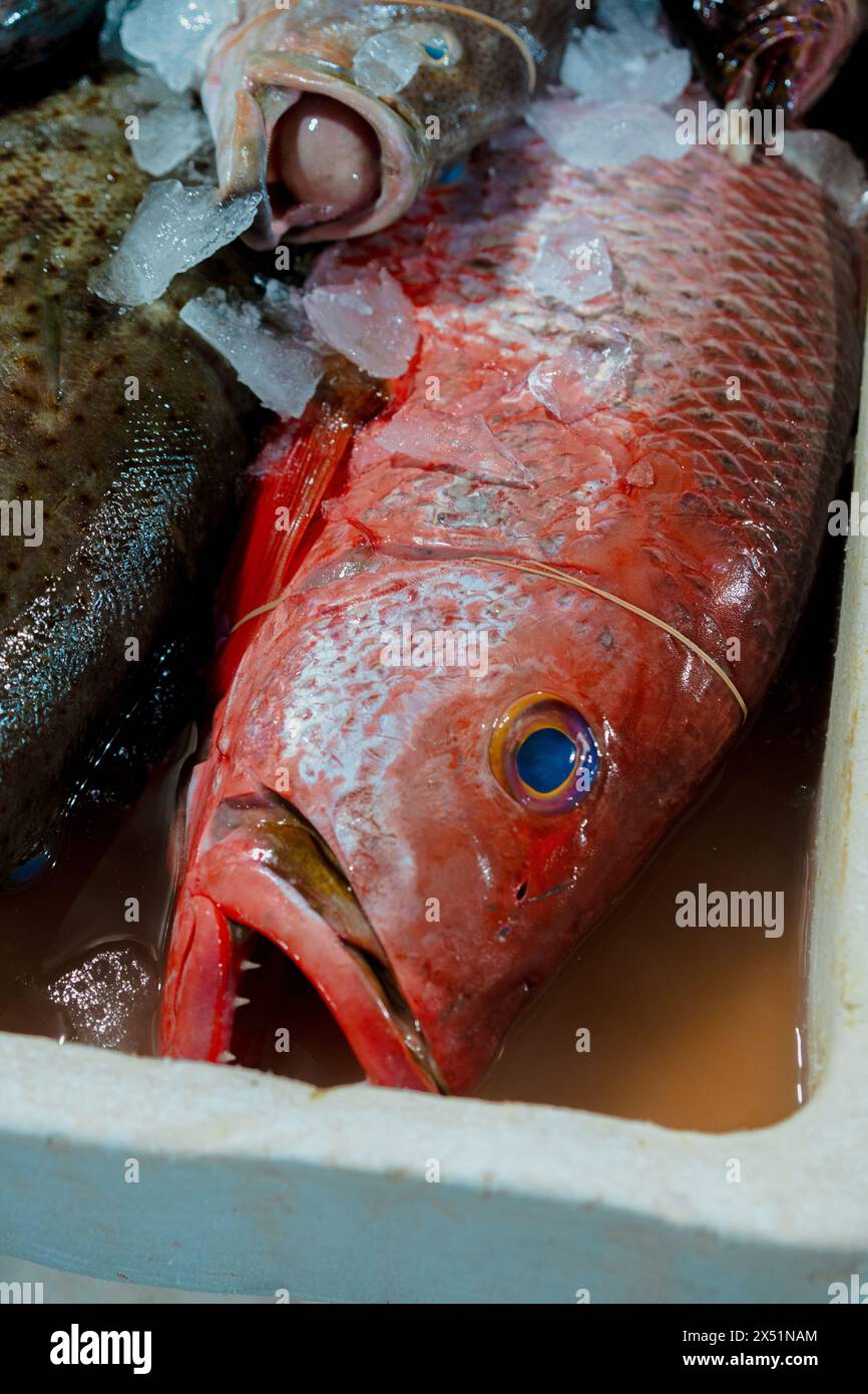 Fish catch, fish in containers, Bali, Jimbaran Stock Photo - Alamy