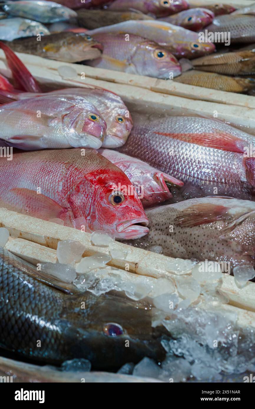 Fish catch, fish in containers, Bali, Jimbaran Stock Photo - Alamy