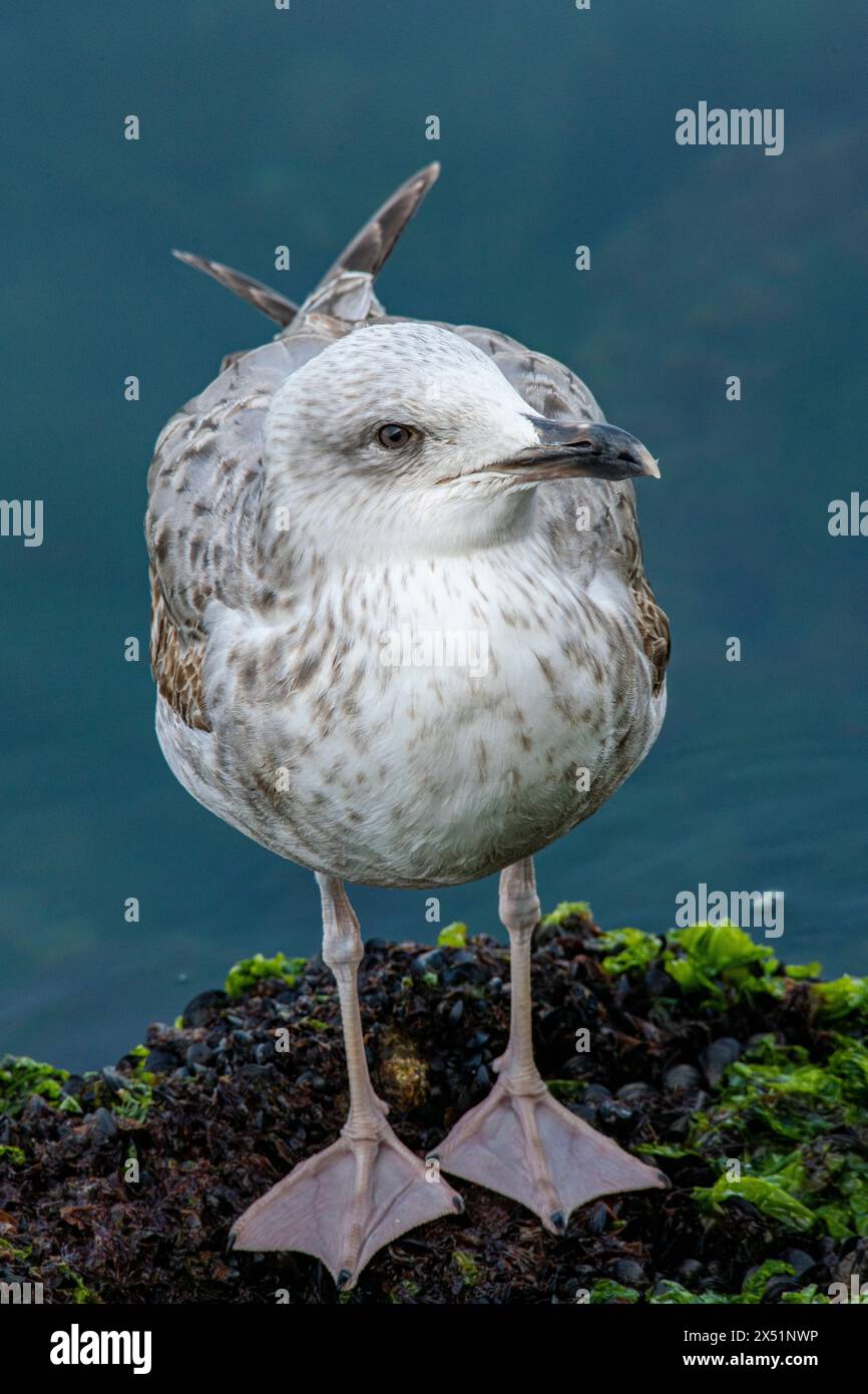 Seagull walking in sun hi-res stock photography and images - Alamy