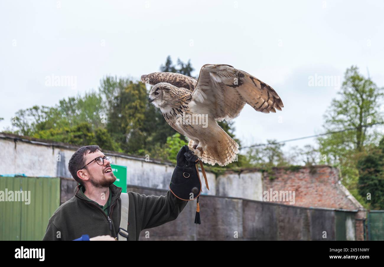 An eagle owl (bubo bubo) at the display of Birds of Prey at Thorp ...