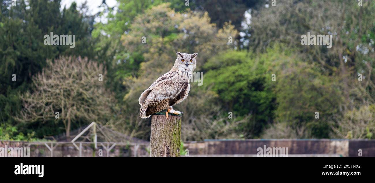An eagle owl (bubo bubo) at the display of Birds of Prey at Thorp ...