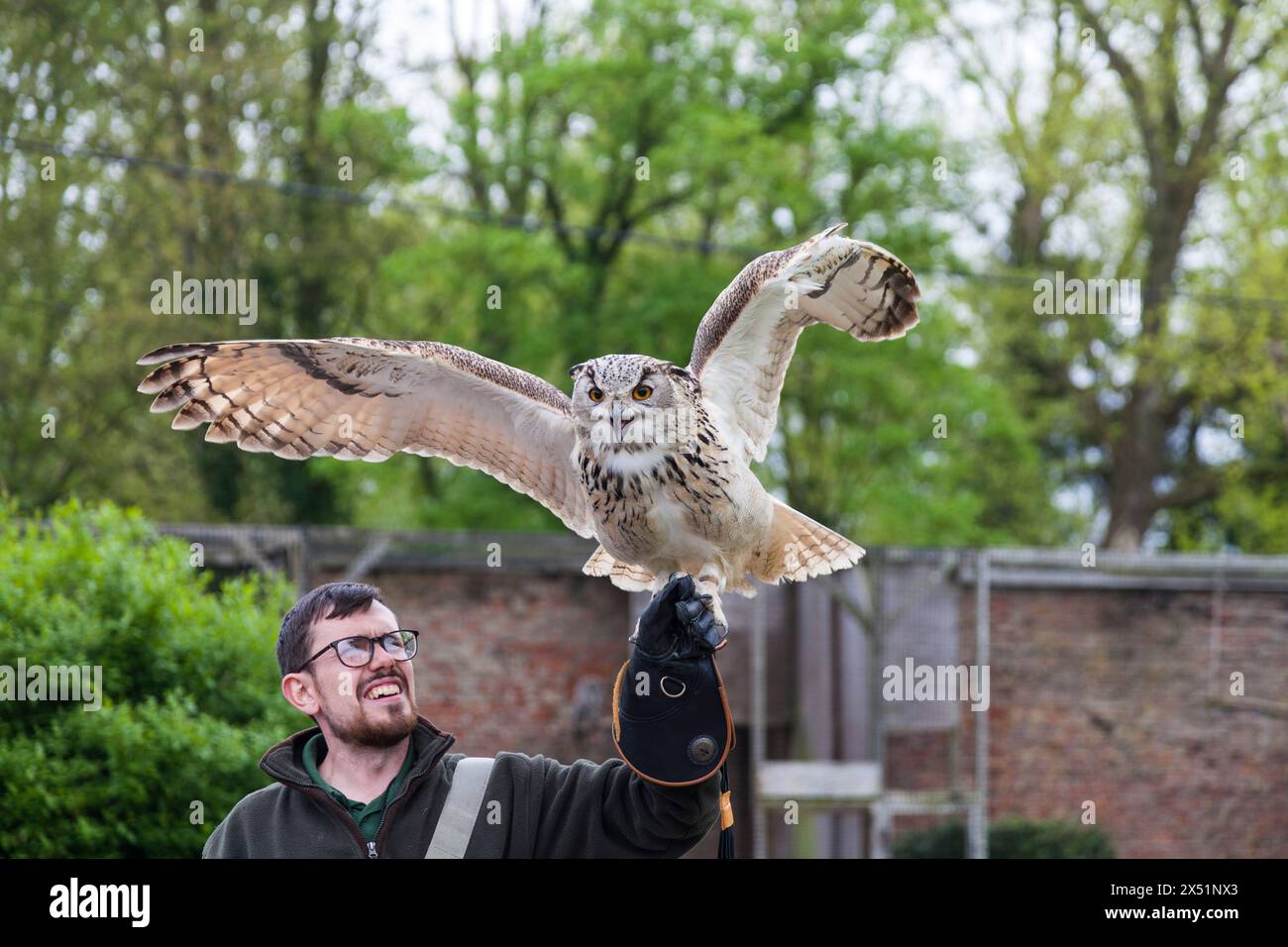 An eagle owl (bubo bubo) at the display of Birds of Prey at Thorp ...