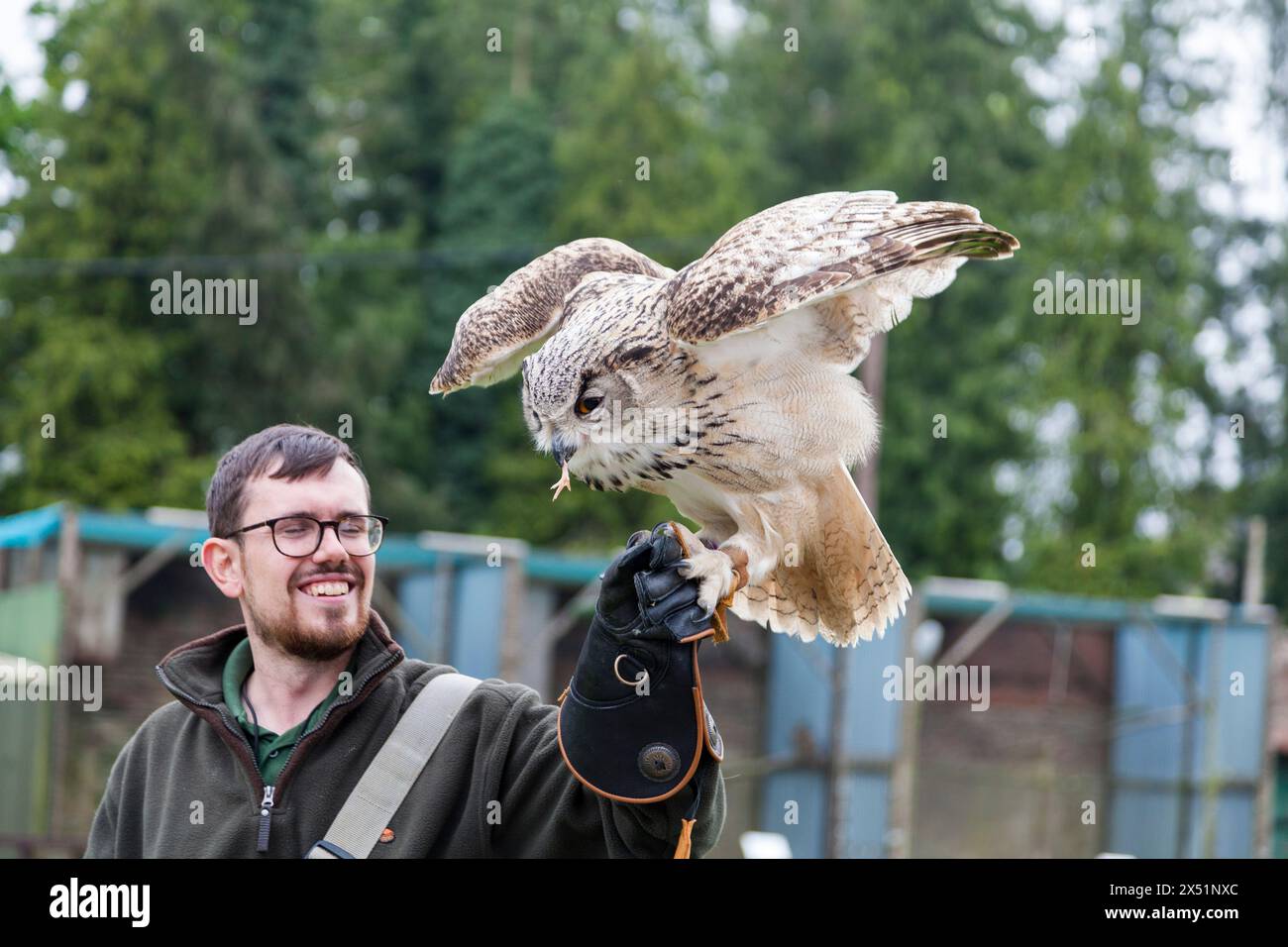 An eagle owl (bubo bubo) at the display of Birds of Prey at Thorp ...