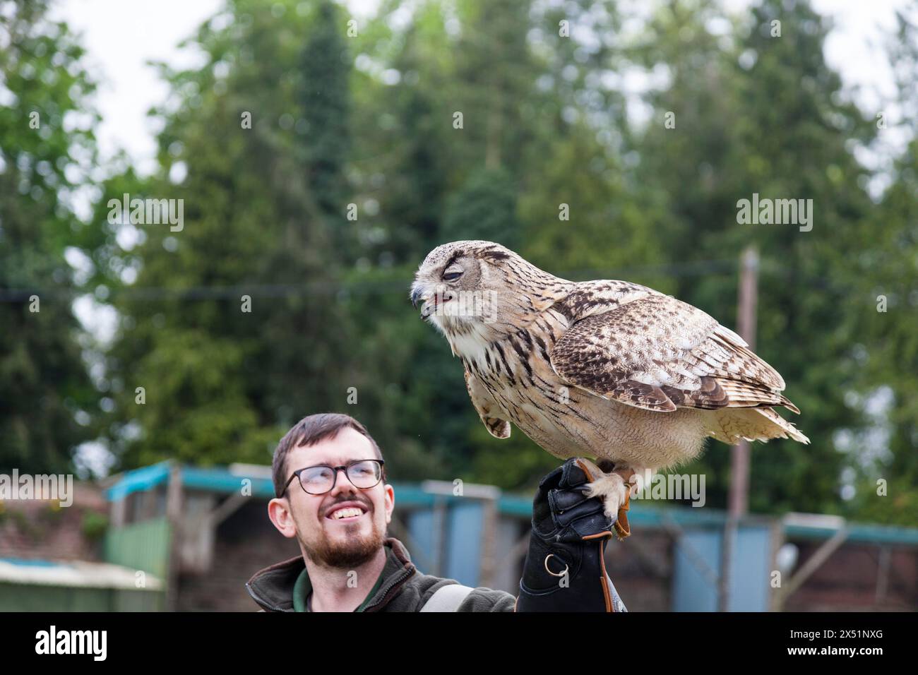 An eagle owl (bubo bubo) at the display of Birds of Prey at Thorp ...