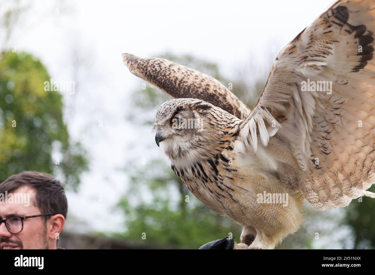 An eagle owl (bubo bubo) at the display of Birds of Prey at Thorp ...