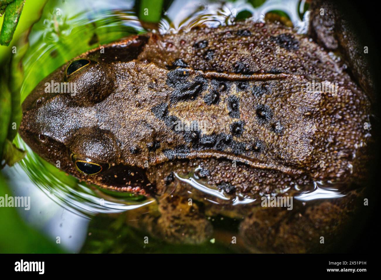 A wild frog taken from above Stock Photo - Alamy