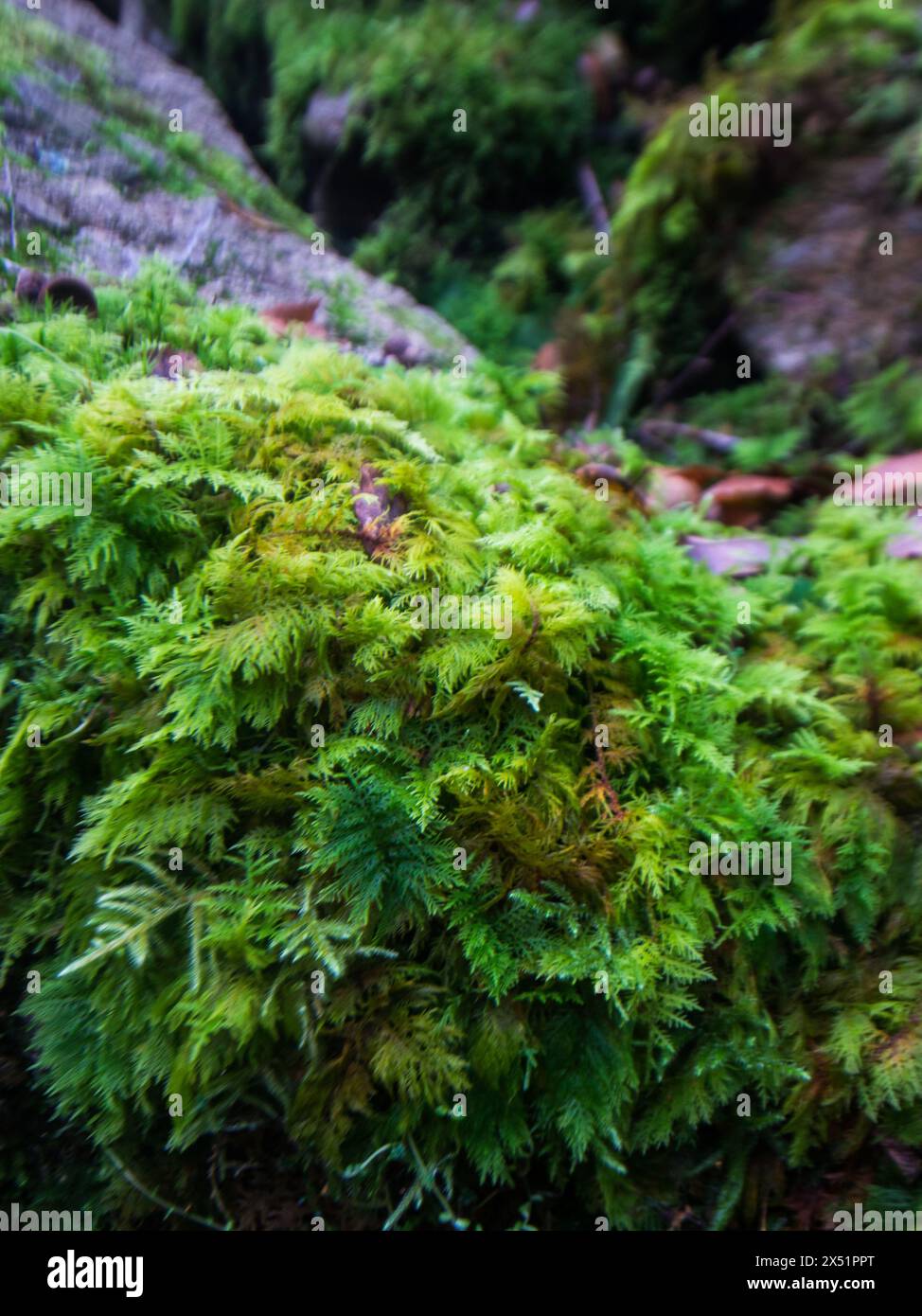 The delicate fernlike leaves of Mountain fern moss, growing on stones ...