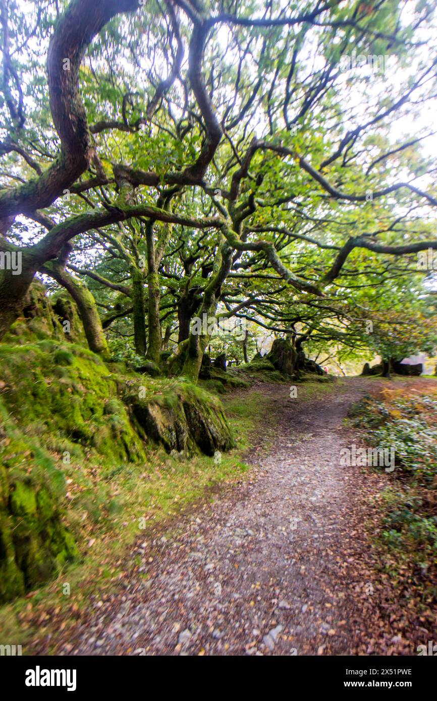 Twisted branches of Welsh oaks, overhanging a footpath in the Nant ...