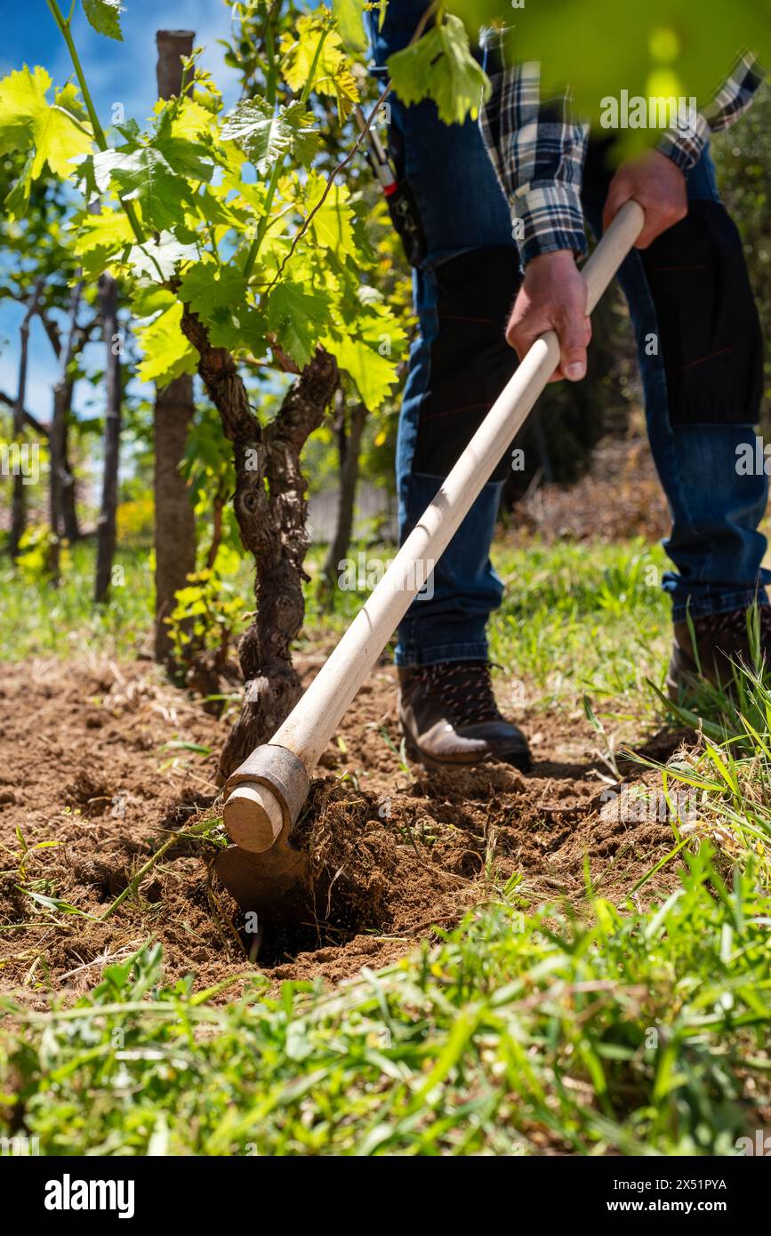 Farmer with hoe works the land in the vineyard. Agricultural industry ...